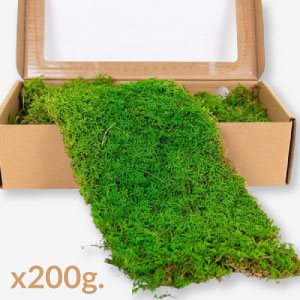 Musgo Preservado - En Flores a Secas